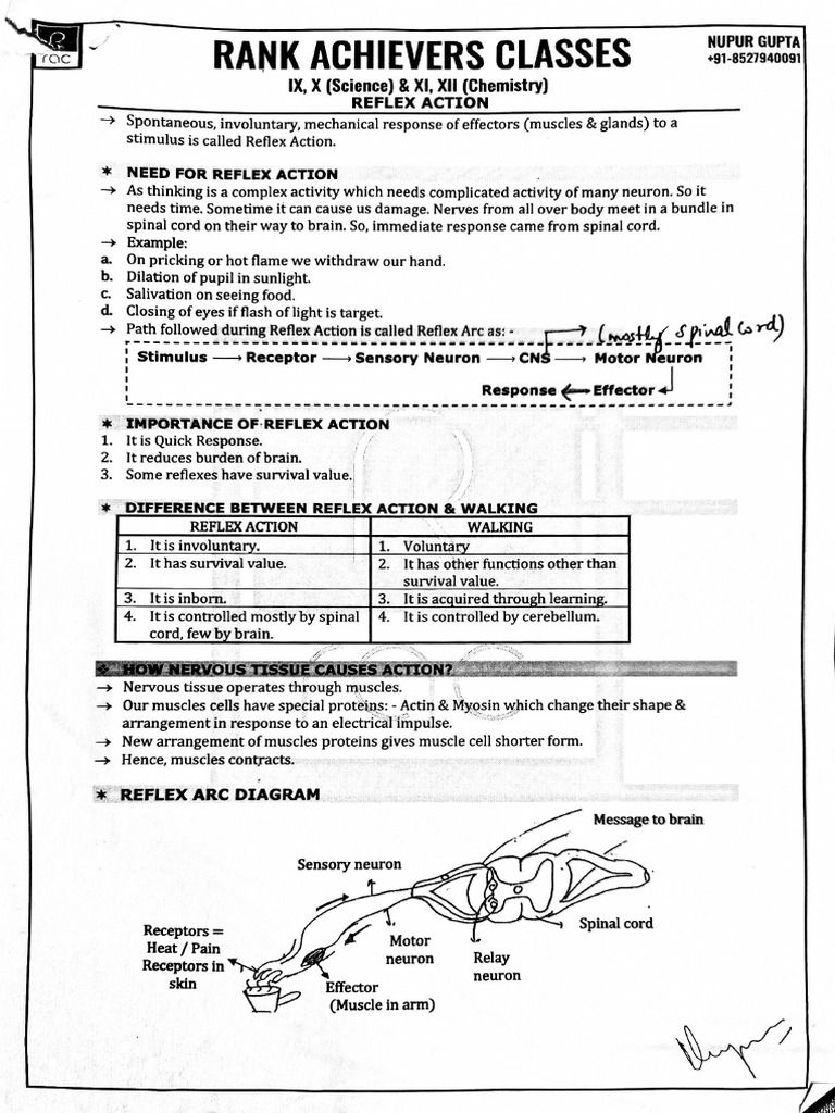 Reflex Action (Notes) 01-Aug-2025 16-35-49 | PDF
