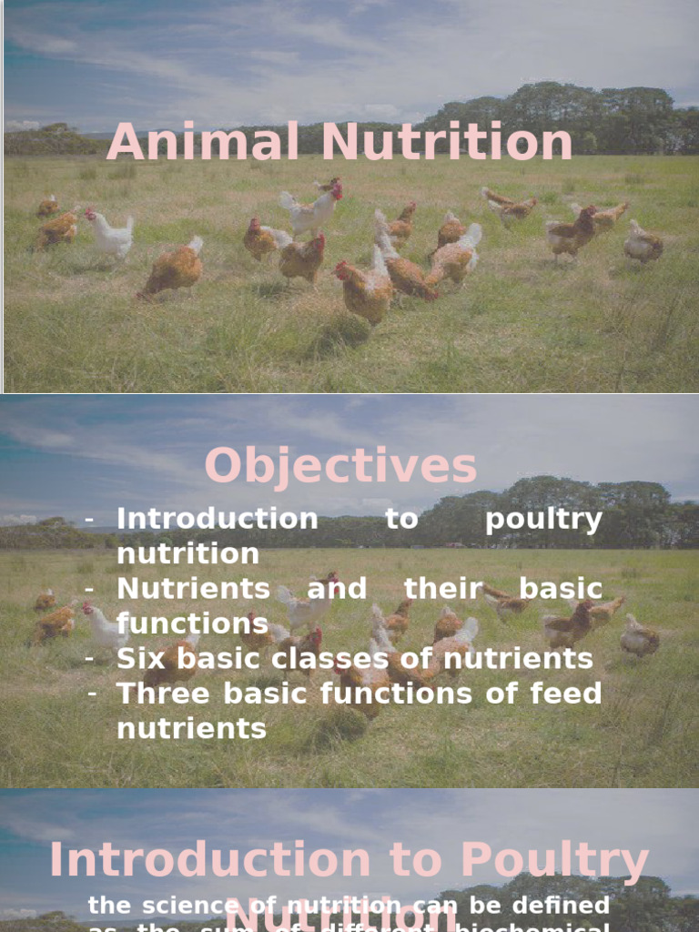 Poultry Nutrition: Essential Nutrients Guide | PDF | Nutrients | Nutrition
