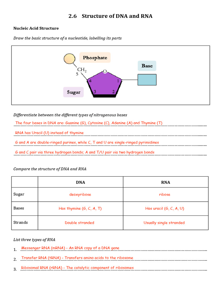 Topic 2.6 Worksheet (Answers) | PDF | Rna | Molecular Biophysics
