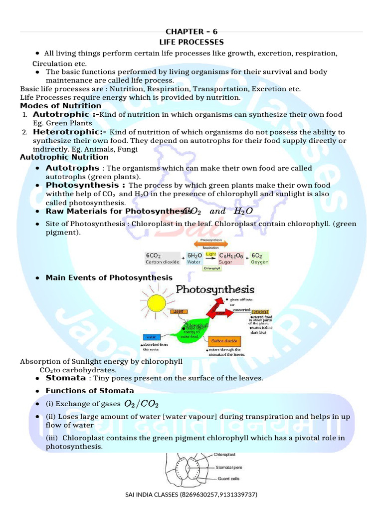 Understanding Life Processes in Organisms | PDF | Kidney | Nutrition