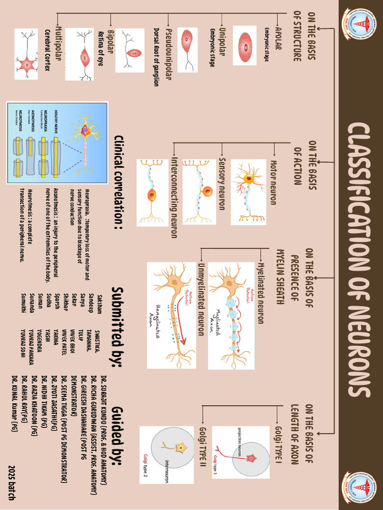 Classification of Neurons Explained | PDF | Neuron | Myelin