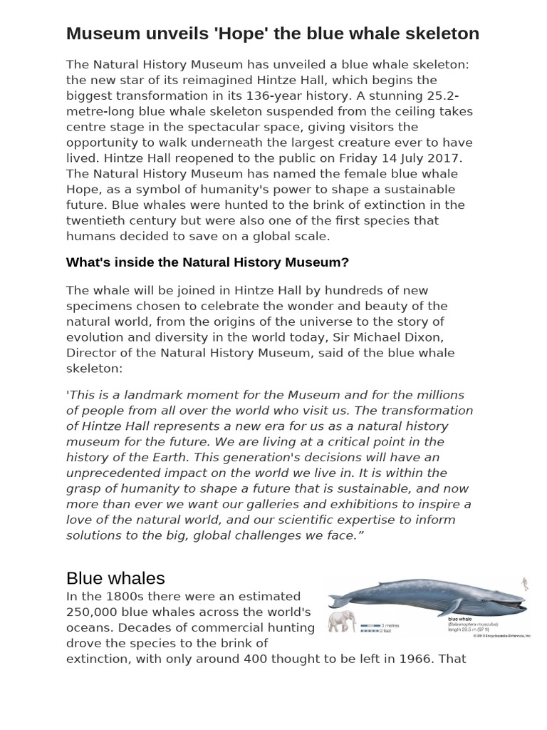 Museum Reveals 'Hope' Blue Whale Skeleton | PDF | Whales | Natural ...