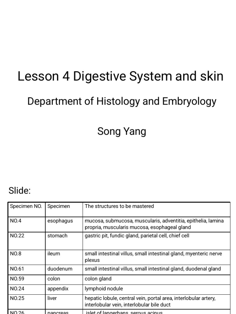 Lesson 4 Digestive System and Skin (1)Pdf_251203_111622 | PDF ...