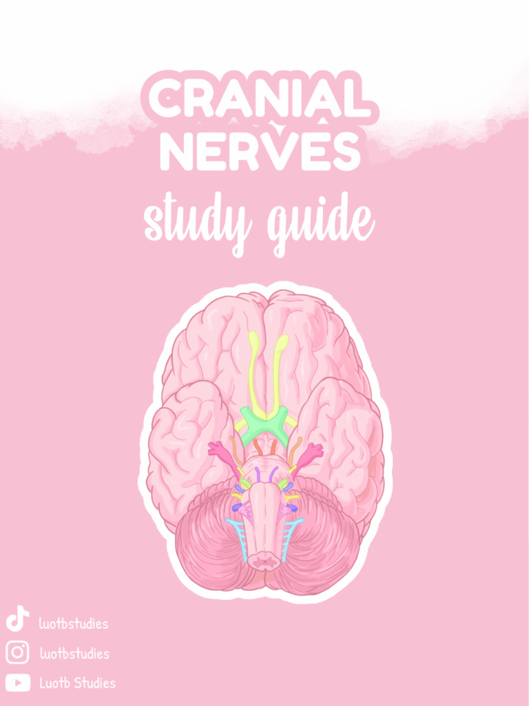 Cranial Nerve Notes | PDF