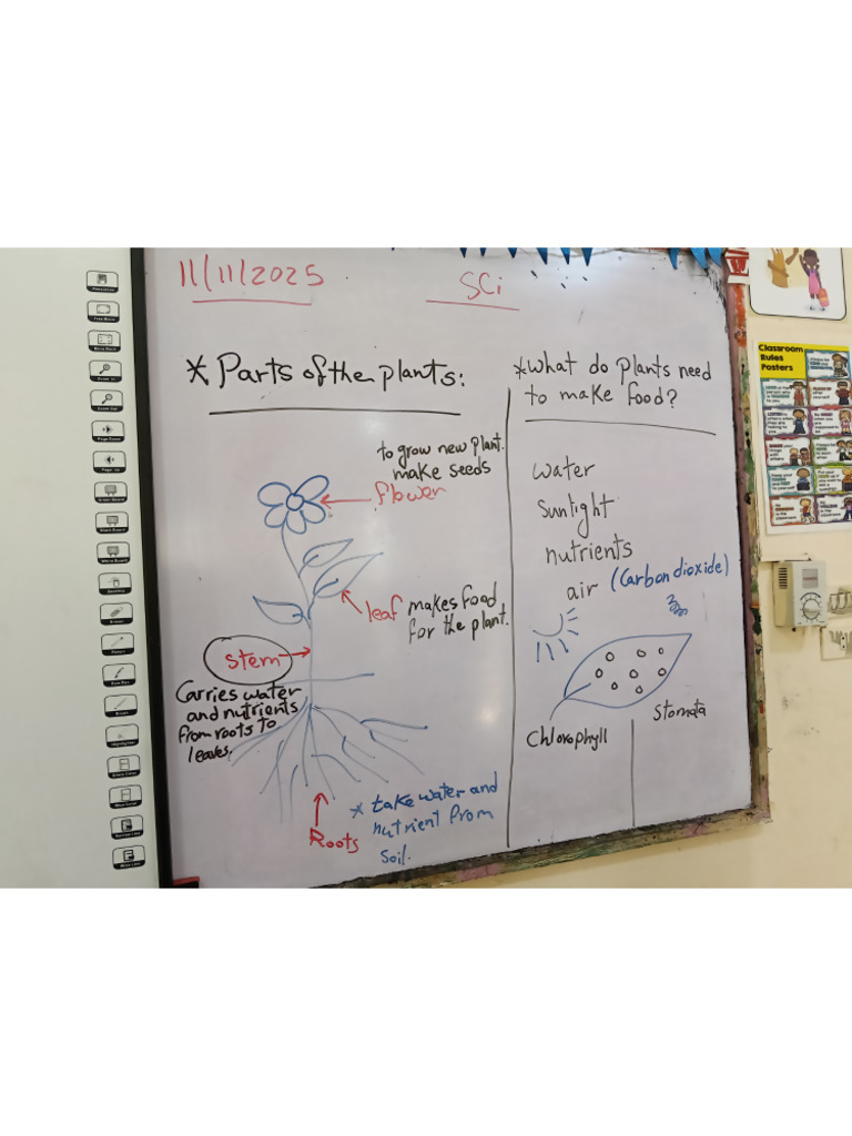 The Plant Parts and Functions ?? | PDF