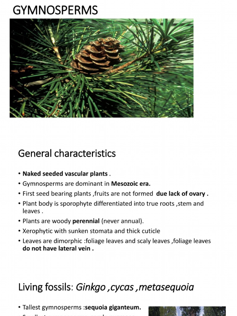 Gymnosperms - Complete Note | PDF