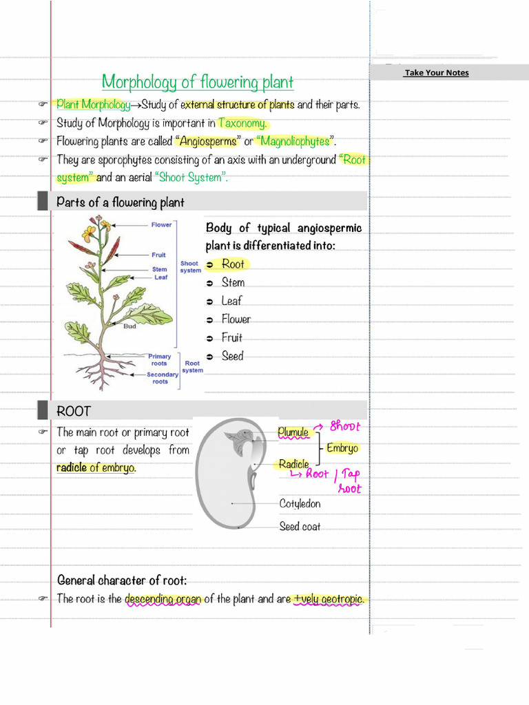 Angiosperms - Morphology and Taxonomy - Complete Note | PDF
