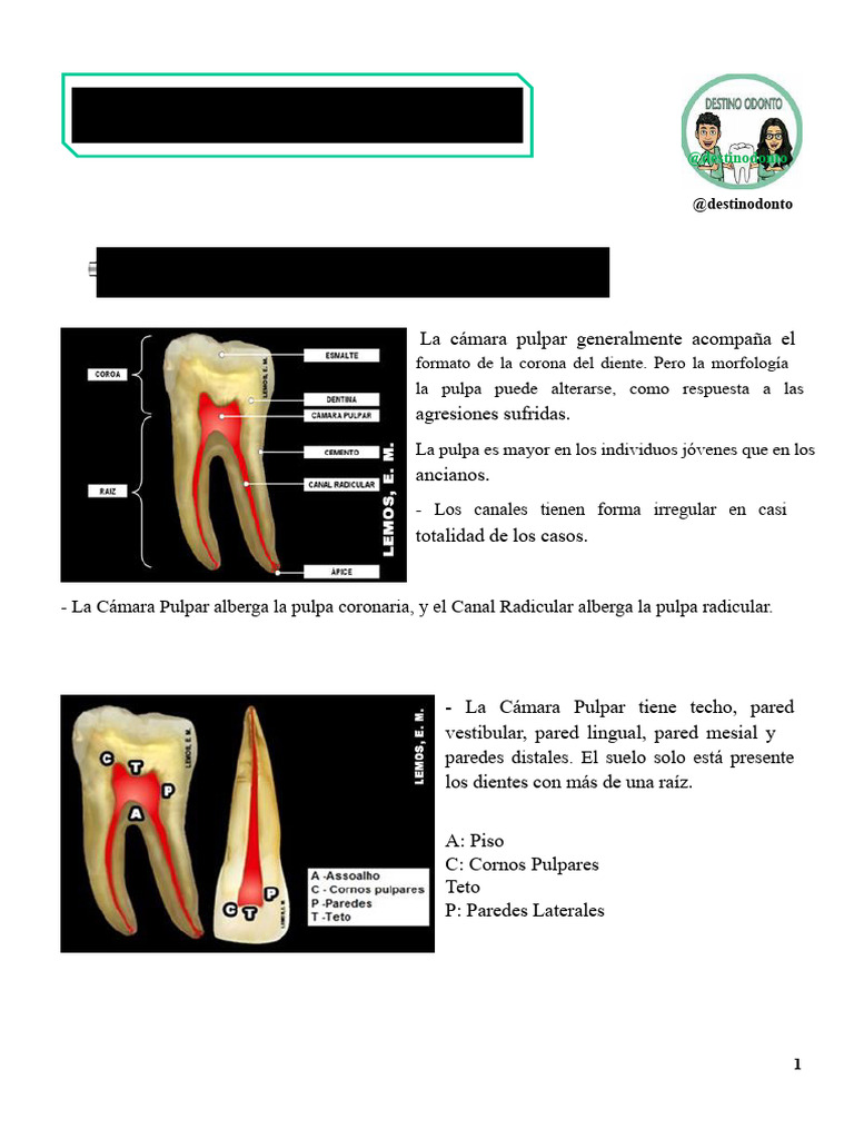 Resumen Endo | PDF | Diente | Anatomia dental