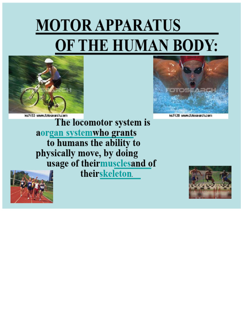 Human Skeletal System Overview | PDF | Bone | Anatomical Terms Of Motion