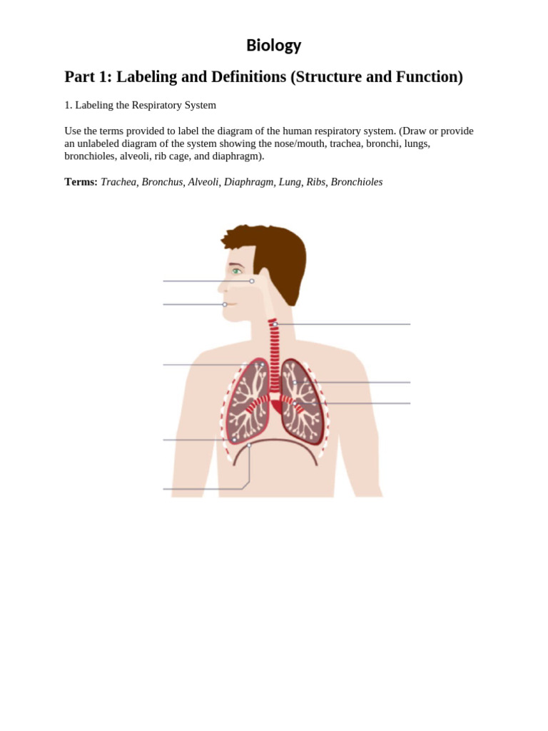 Human Respiratory System Overview | PDF | Respiratory System | Breathing