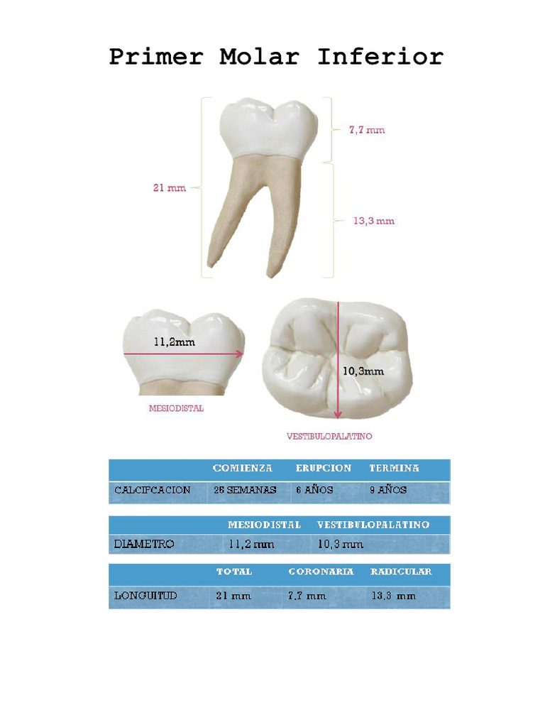 molar inferior imprimir.docx | PDF