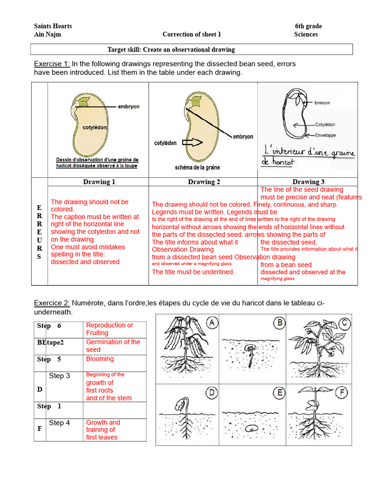 Sheet 1 Corrected - Application Exercises - Observational Drawing | PDF