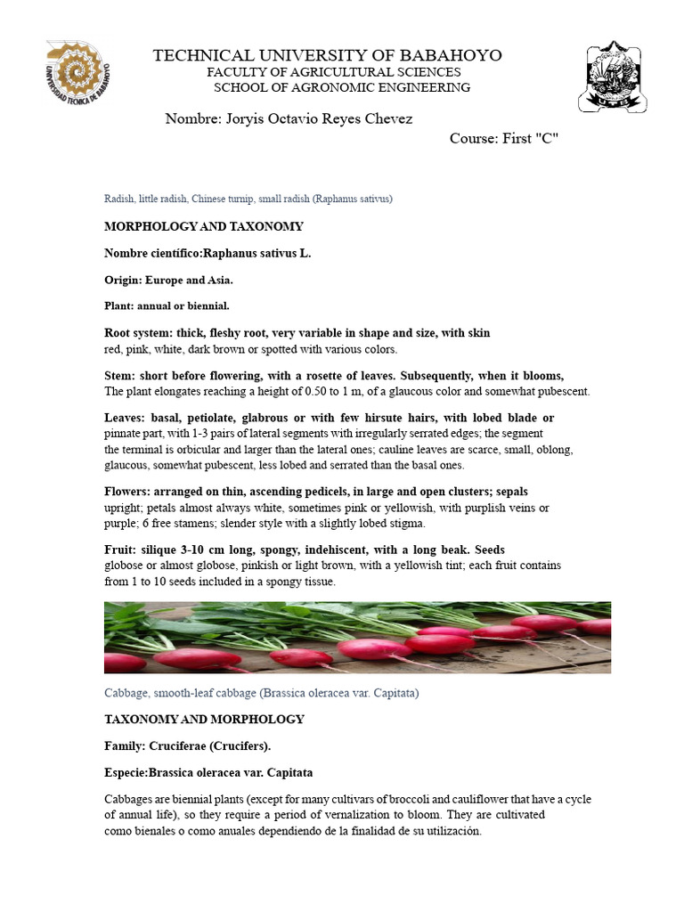 Morphology and Taxonomy of Radish and Cabbage | PDF | Cabbage | Leaf