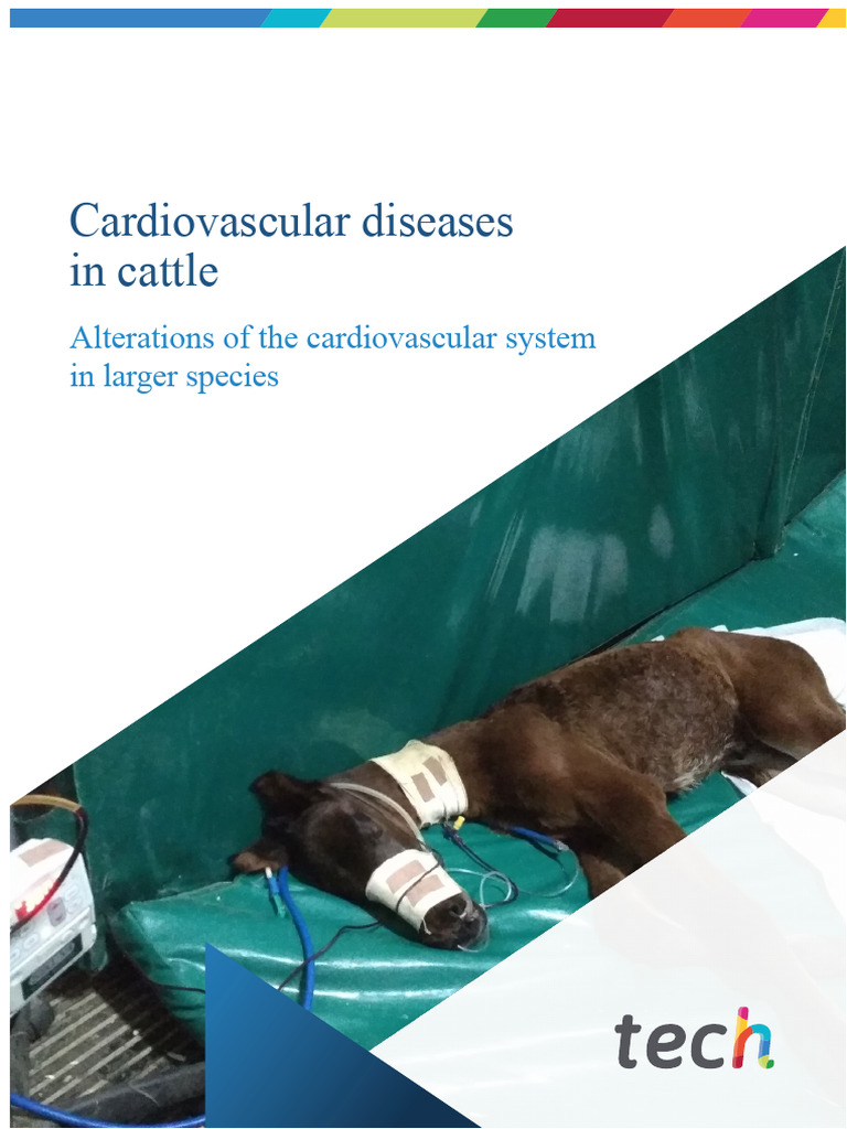 Cattle Cardiovascular Disease Overview | PDF | Heart | Internal Medicine