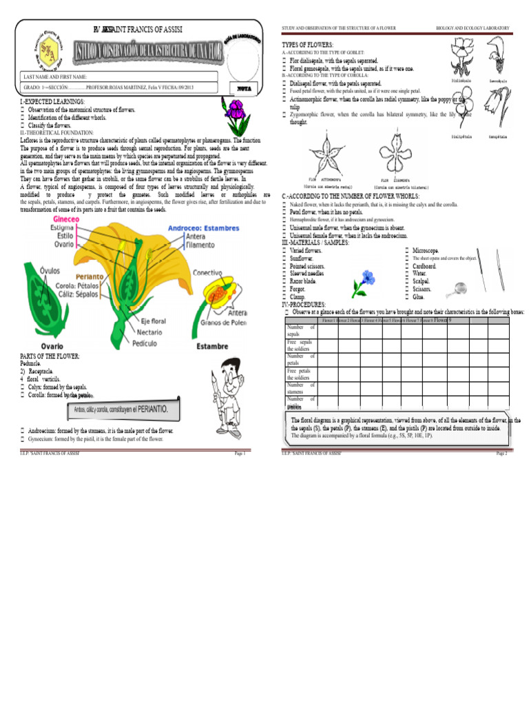 Flower Structure Study and Classification | PDF | Flowers | Petal