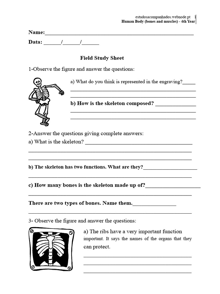 Human Body (Bones and Muscles) Worksheet 4th Year | PDF | Skeleton | Joint
