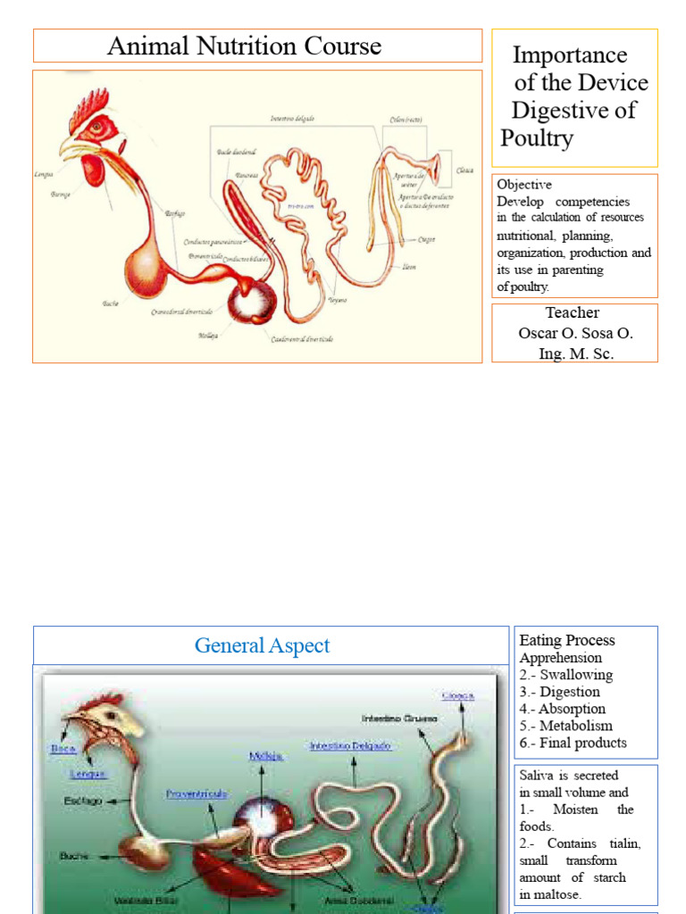 The Digestive System of Poultry | PDF | Digestion | Stomach