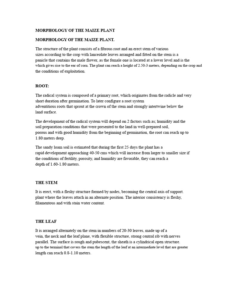 Maize Plant Morphology Explained | PDF | Fertilizer | Root