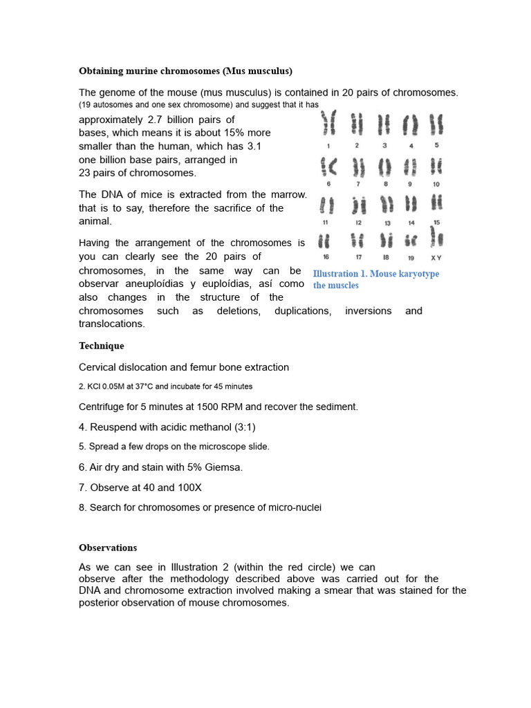 Mouse chromosomes | PDF