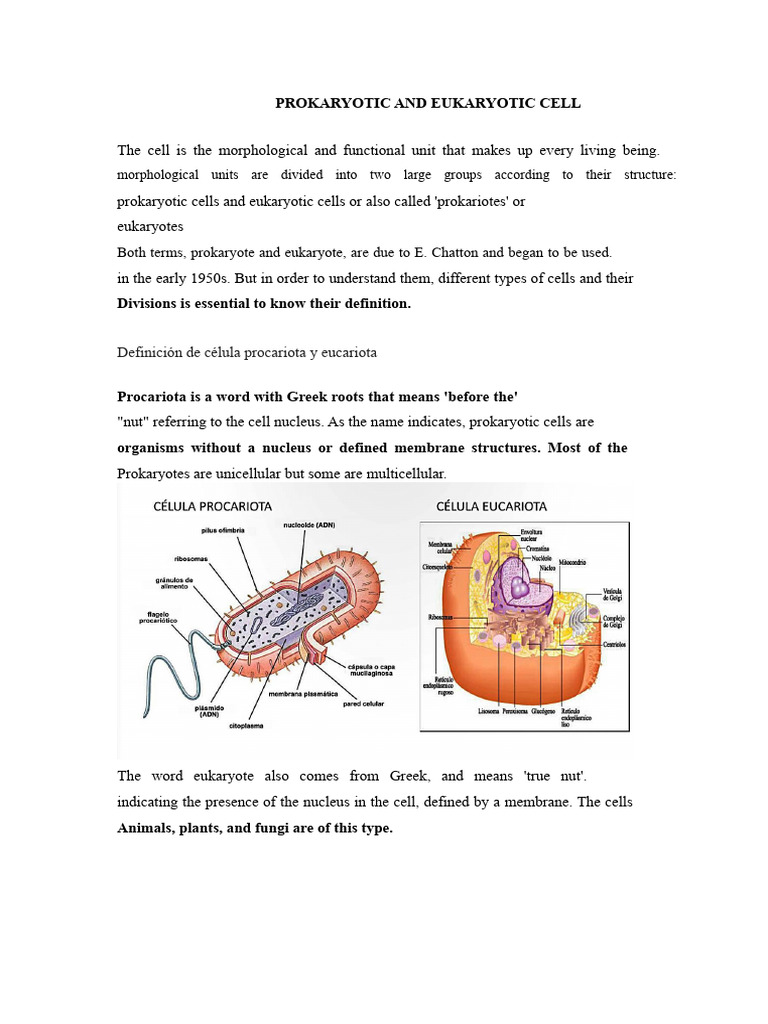 Prokaryotic vs Eukaryotic Cells Explained | PDF | Cell (Biology ...
