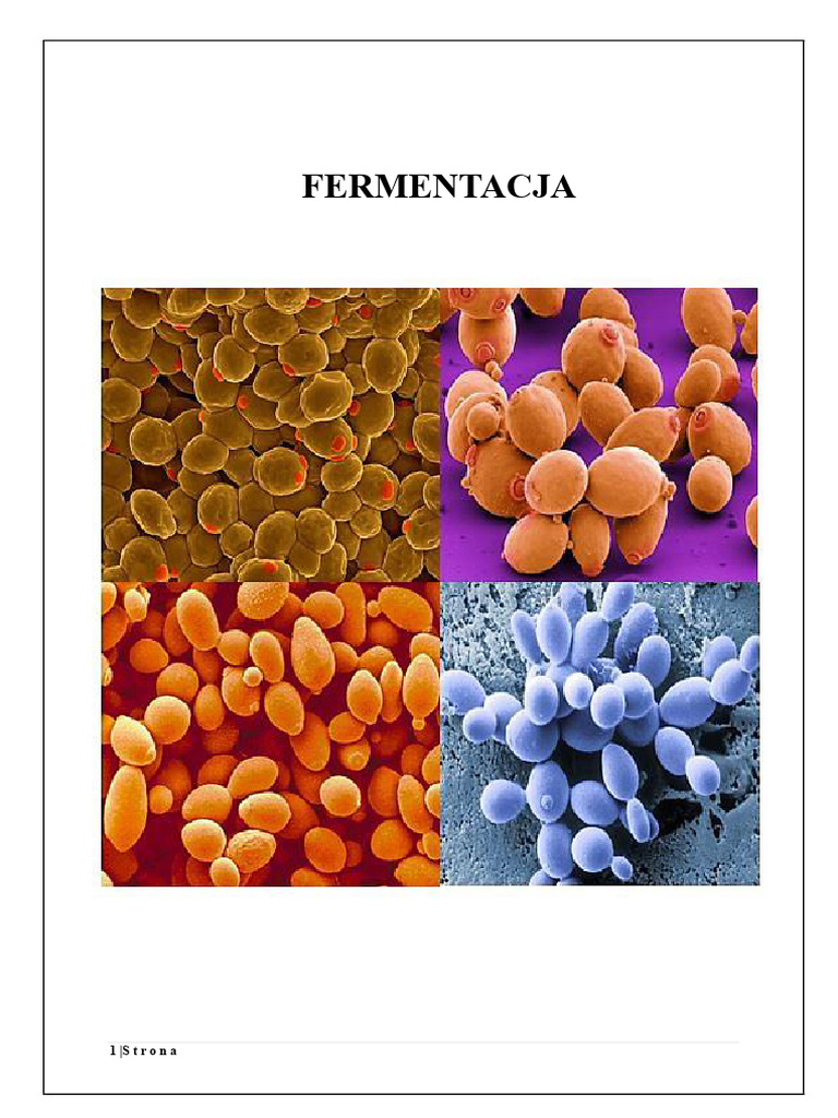 Fermentacja Drożdży: Projekt Badawczy Klasy 12 | PDF