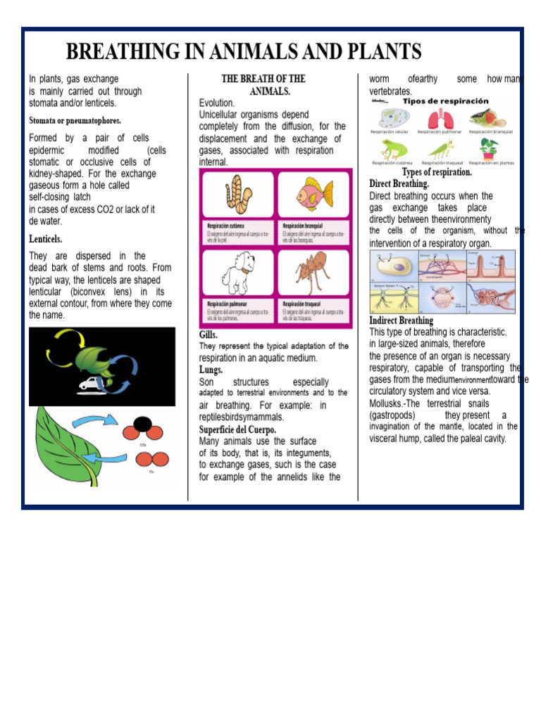 BREATHING IN ANIMALS AND PLANTS | PDF | Gill | Respiratory System