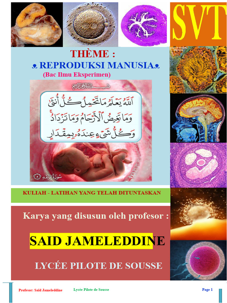 Struktur dan Fungsi Testis Pria | PDF