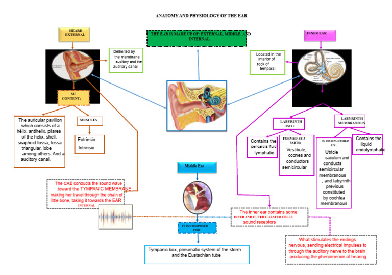 Anatomy and Physiology of the Ear | PDF | Ear | Auditory System