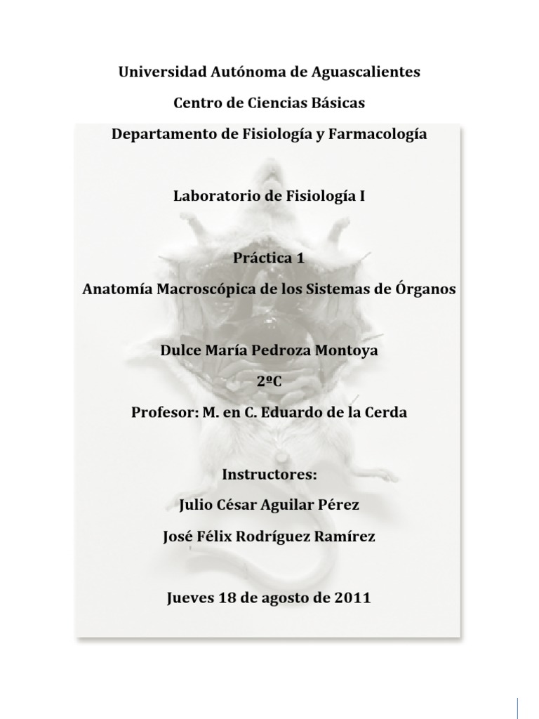 Anatomía de sistemas de órganos en rata Wistar | PDF | Páncreas | Rata