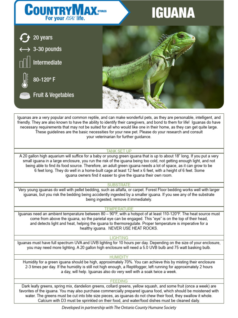 Iguanas Care Sheet | PDF