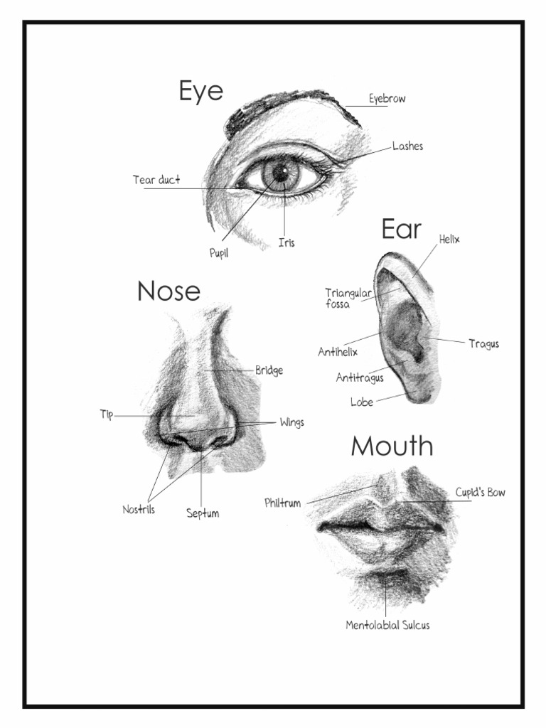 Facial Features Step by Step | PDF