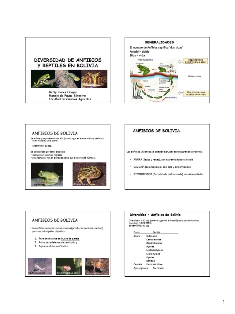 Diversidad de Anfibios y Reptiles en Bolivia | PDF | Anfibio | Rana