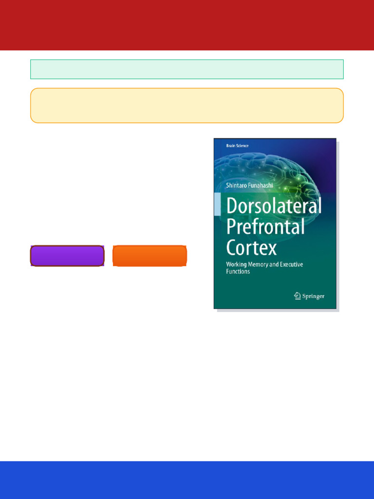 Dorsolateral Prefrontal Cortex Working Memory And Executive Functions