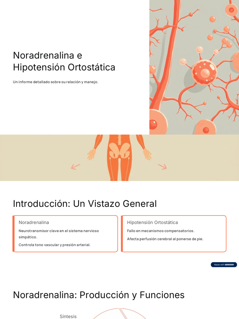 Noradrenalina e Hipotension Ortostatica | PDF | Norepinefrina | Presión ...
