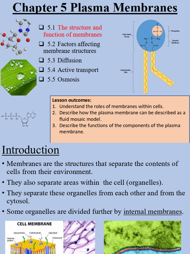 Chapter 5 5 1 The Plasma Membrane | PDF | Cell Membrane | Cell Signaling