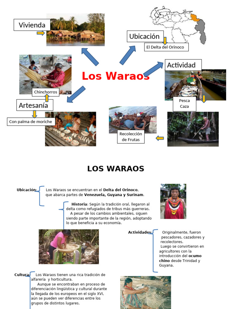 Cultura y actividades de los Waraos | PDF | Pueblos Indígenas de ...