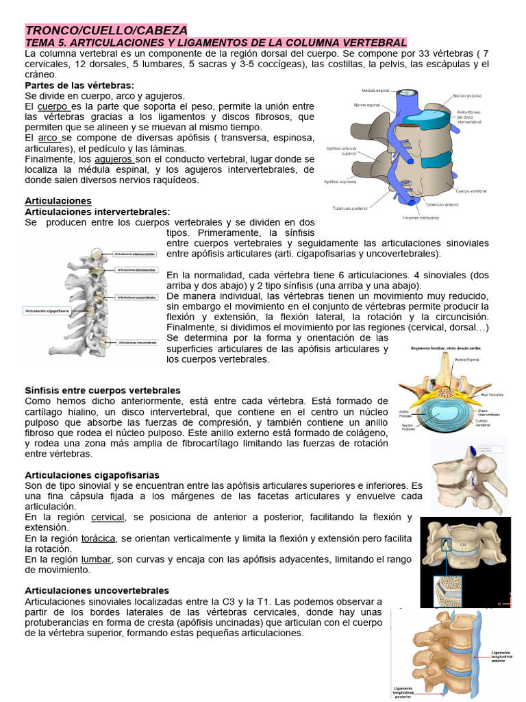 Articulaciones y ligamentos vertebrales | PDF | Vértebra | Anatomía de ...