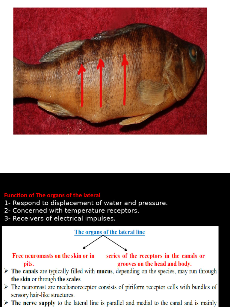 Fowl and Fish | PDF | Primate Anatomy | Human Head And Neck
