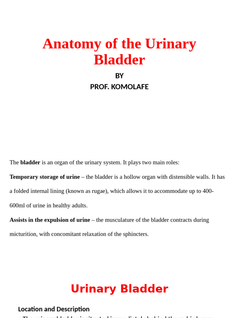 Urinary Bladder Anatomy and Function | PDF | Prostate | Vagina