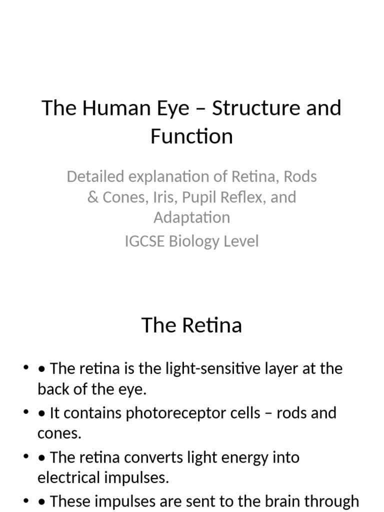 Human Eye Structure and Function Guide | PDF