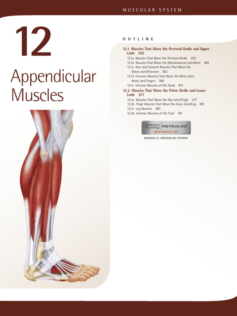 Appendicular Muscles | PDF | Arm | Shoulder
