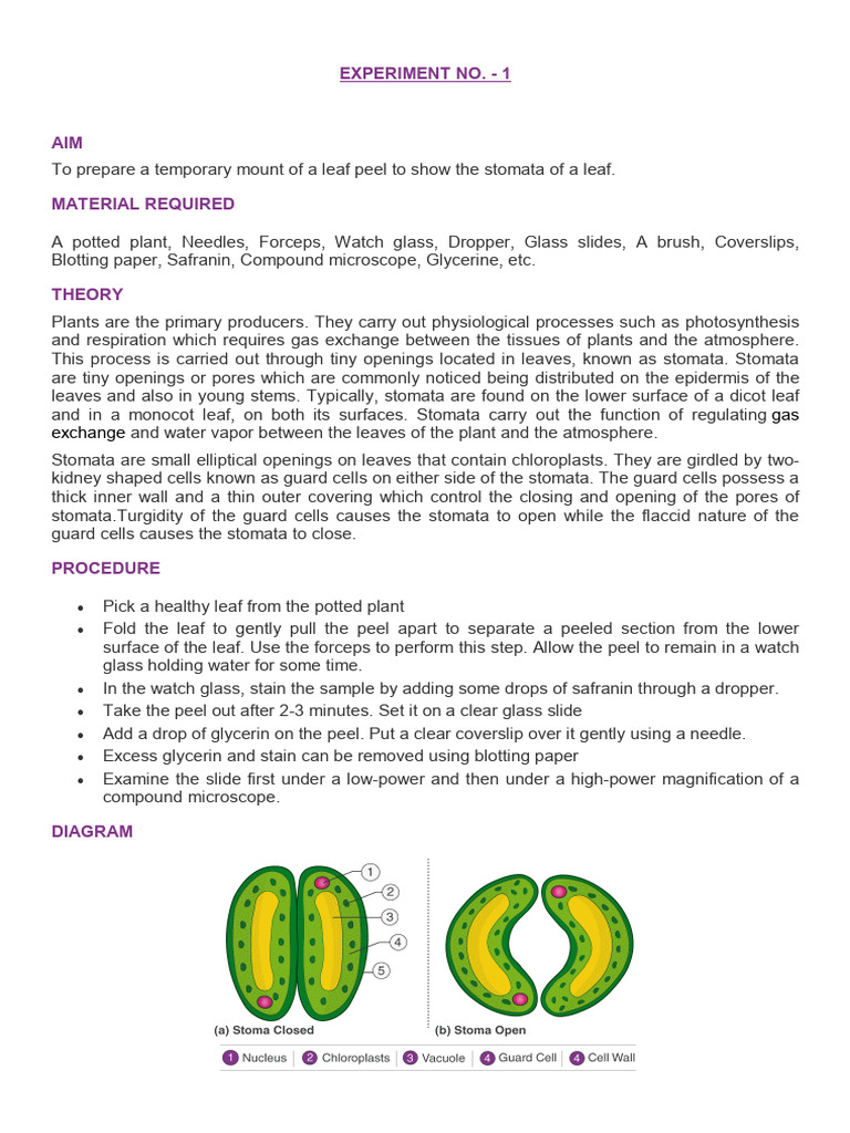 Leaf Stomata and Respiration Experiments | PDF | Seed | Leaf