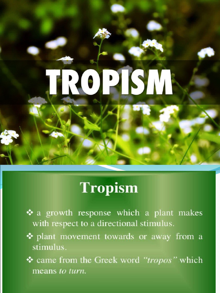 Plant Tropisms and Responses Explained | PDF