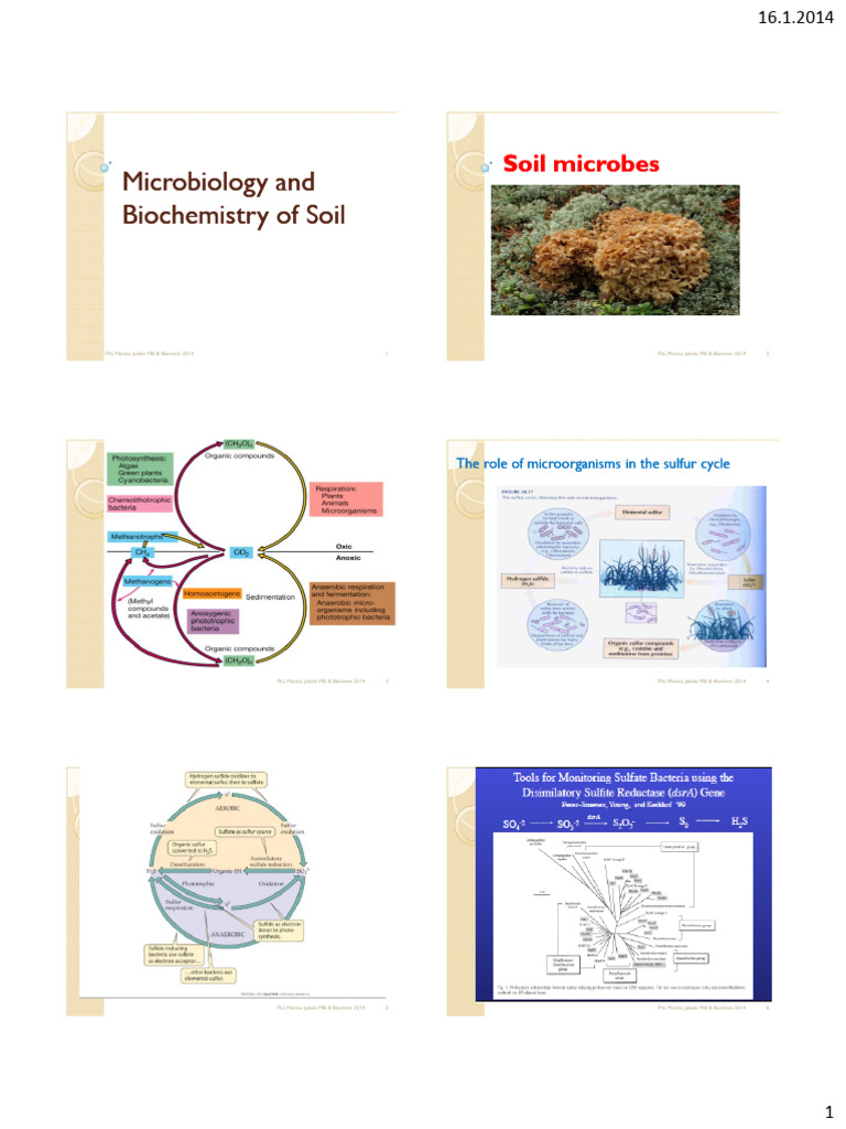 Soil Microbiology and Biochemistry Insights | PDF | Bacteria ...