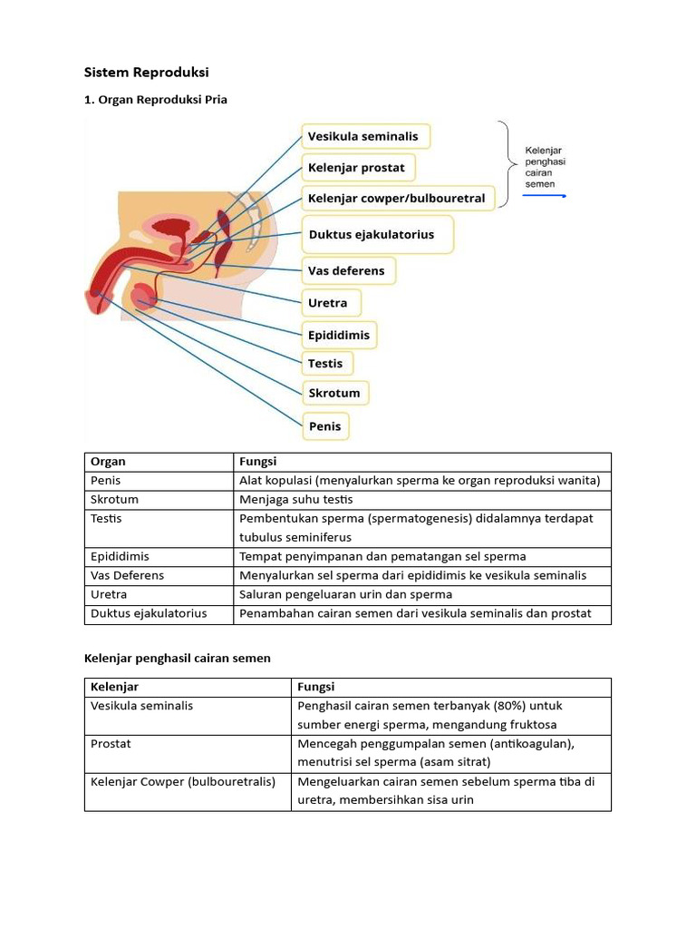 Sistem Reproduksi: Organ & Fungsi | PDF