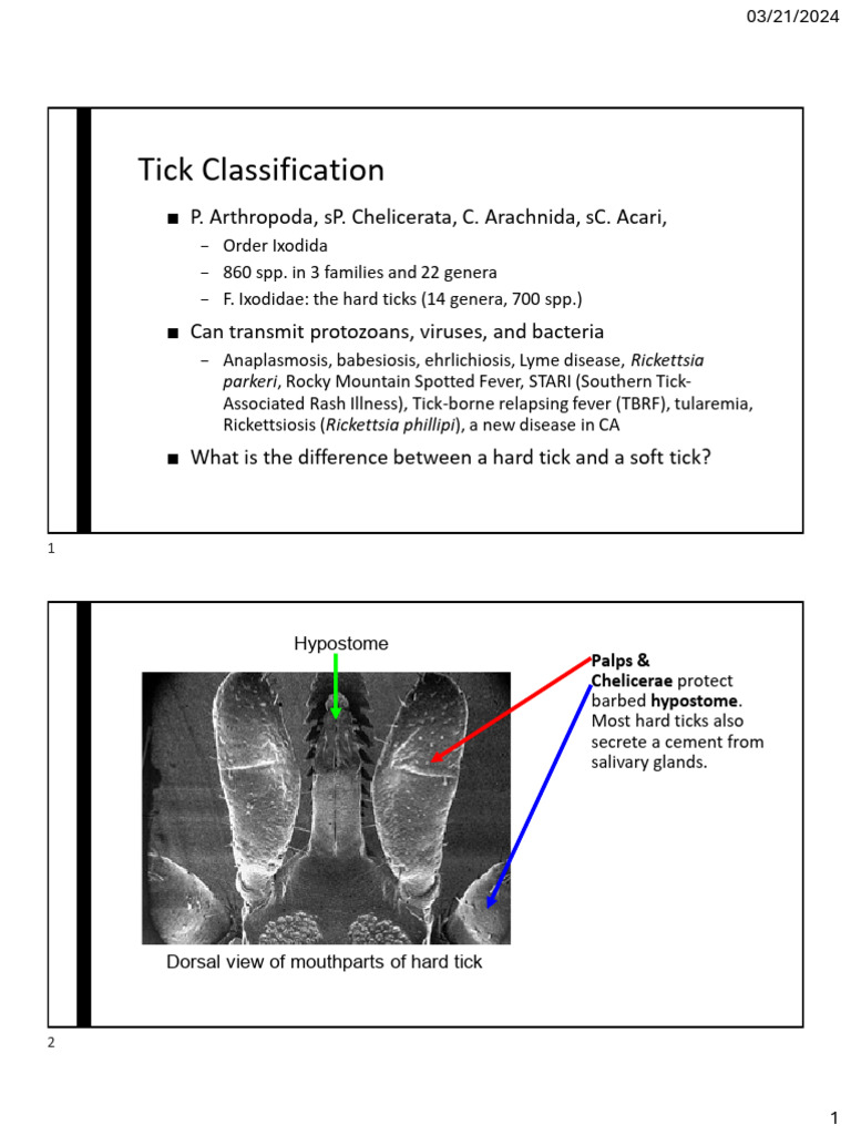 Ticks_Lyme_Fleas_Plague | PDF | Lyme Disease