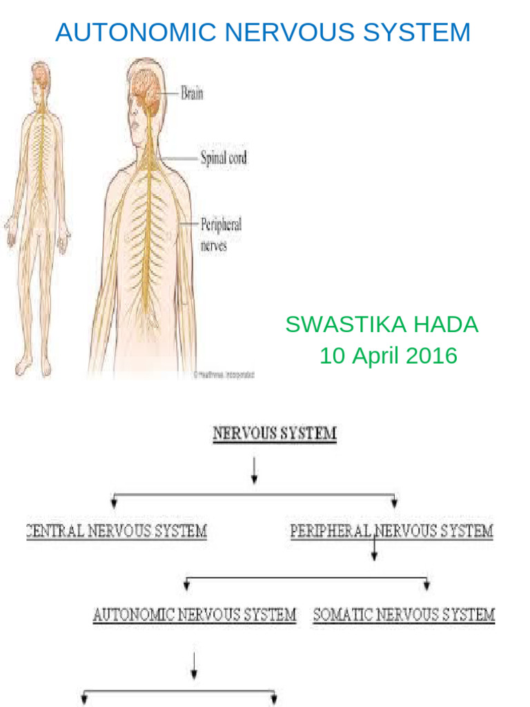 Autonomic Nervous System | PDF | Nervous System | Autonomic Nervous System