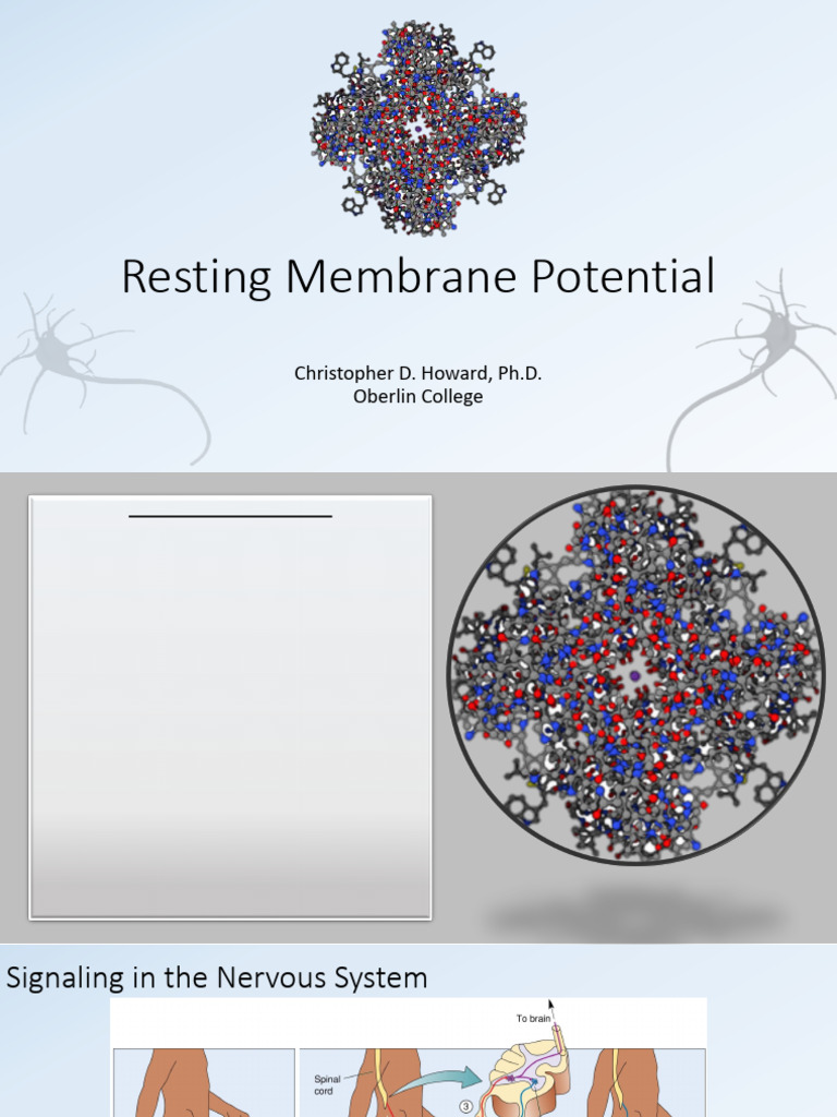 Lecture 3 - Resting Membrane Potentials | PDF | Membrane Potential ...