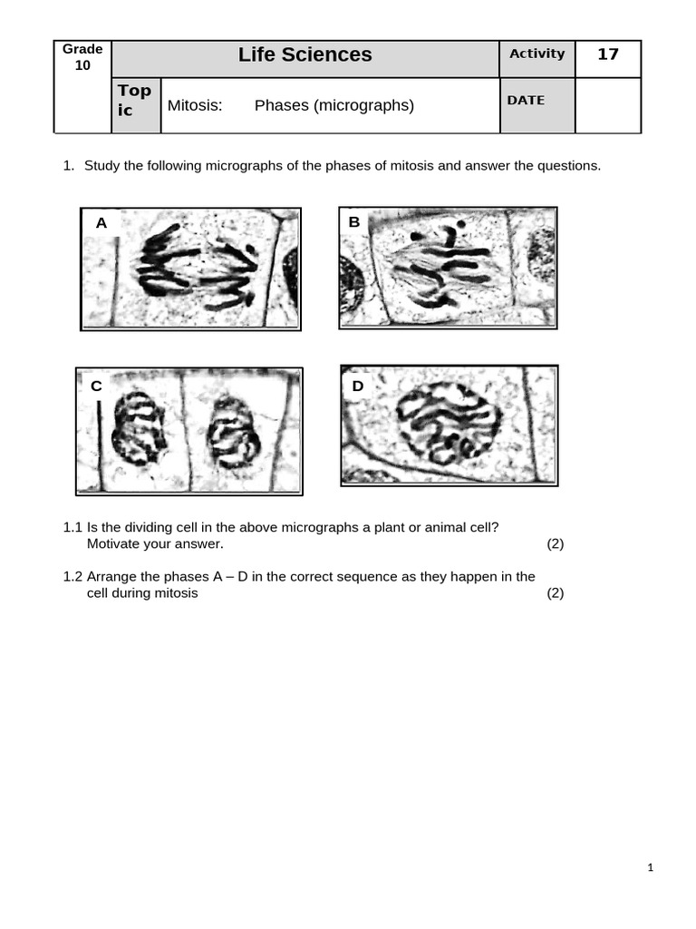 Mitosis Phases: Micrographs Analysis | PDF | Cell Biology | Biology
