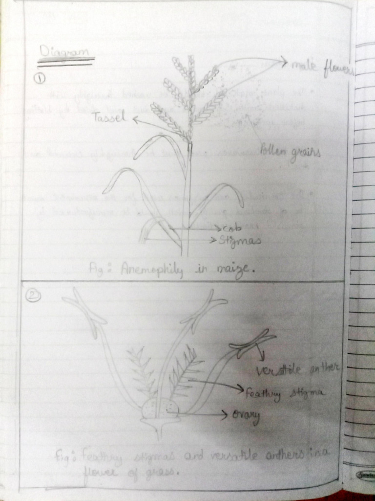 Biology Experiment 5 To 9 | PDF